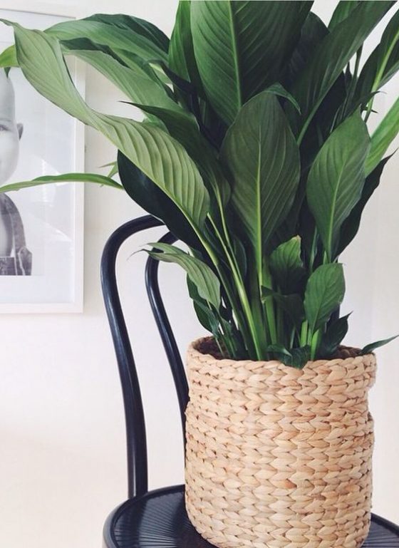 Feeling stressed? Try these 5 indoor plants!