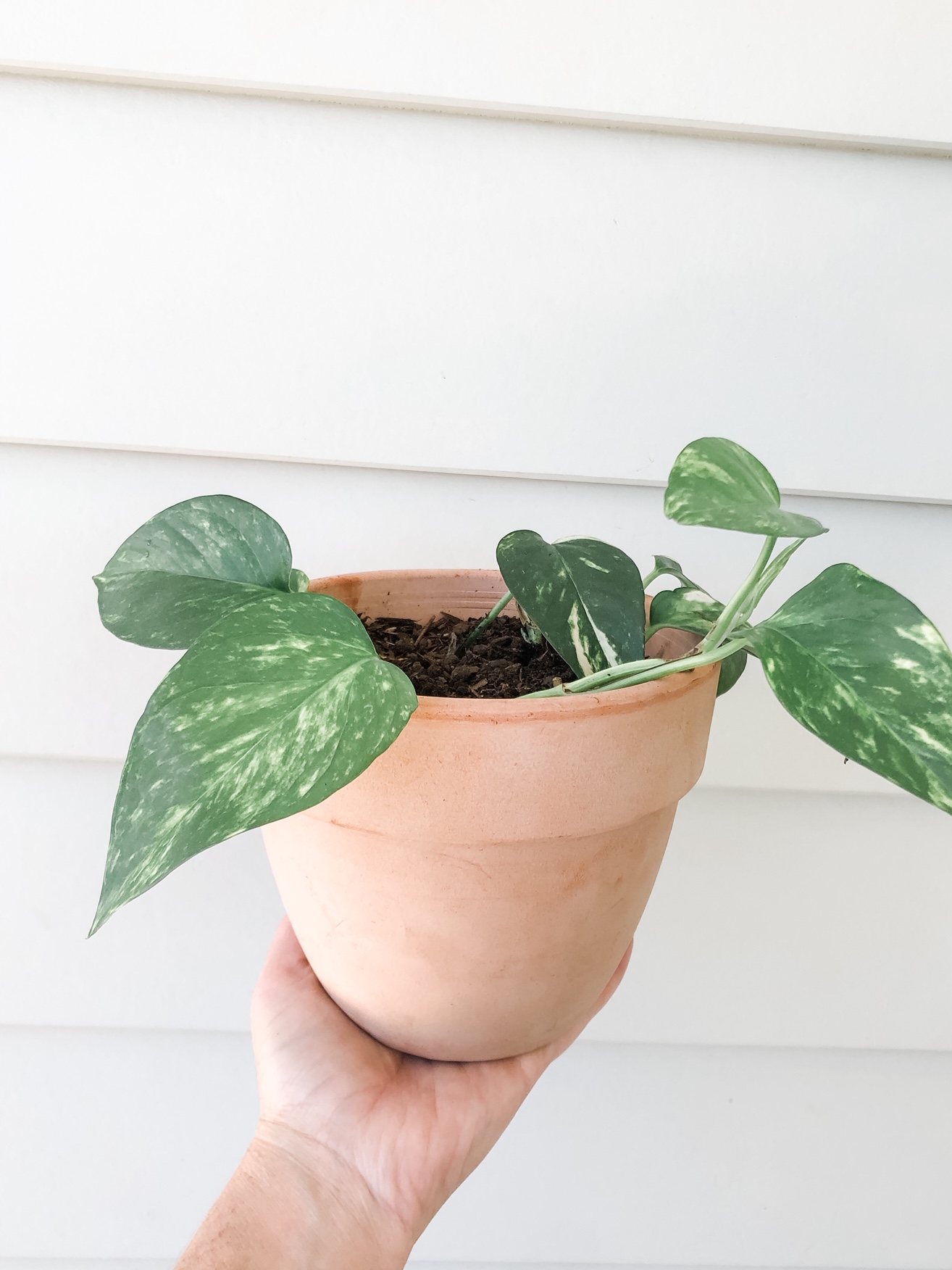 How to propagate a Devil's Ivy plant