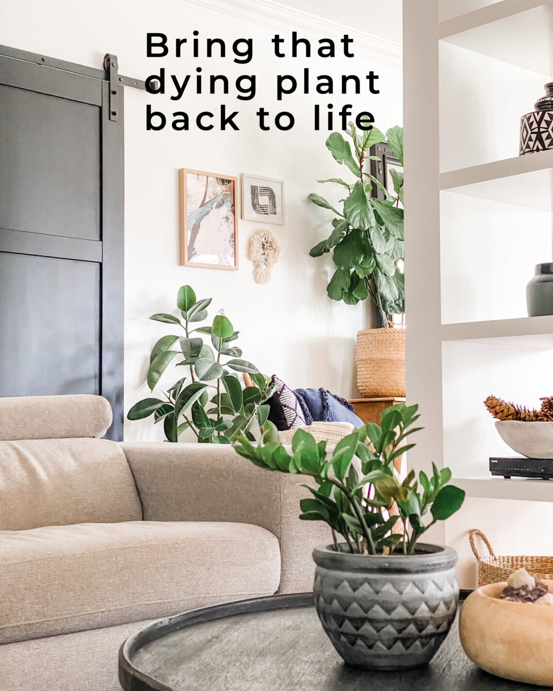 Bring that dying plant back to life