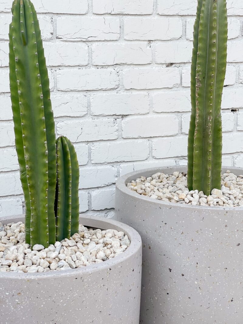 How to pot a cactus